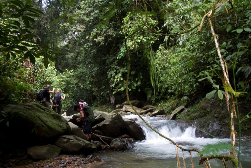 Comprehensive Overview of Sumatran Wildlife