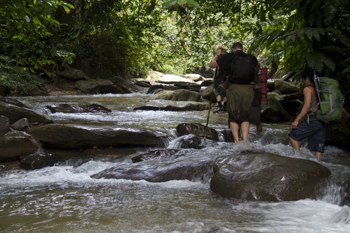 Comprehensive Overview of Sumatran Wildlife