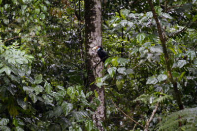 Comprehensive Overview of Sumatran Wildlife