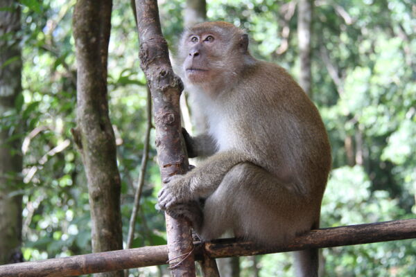 Comprehensive Overview of Sumatran Wildlife